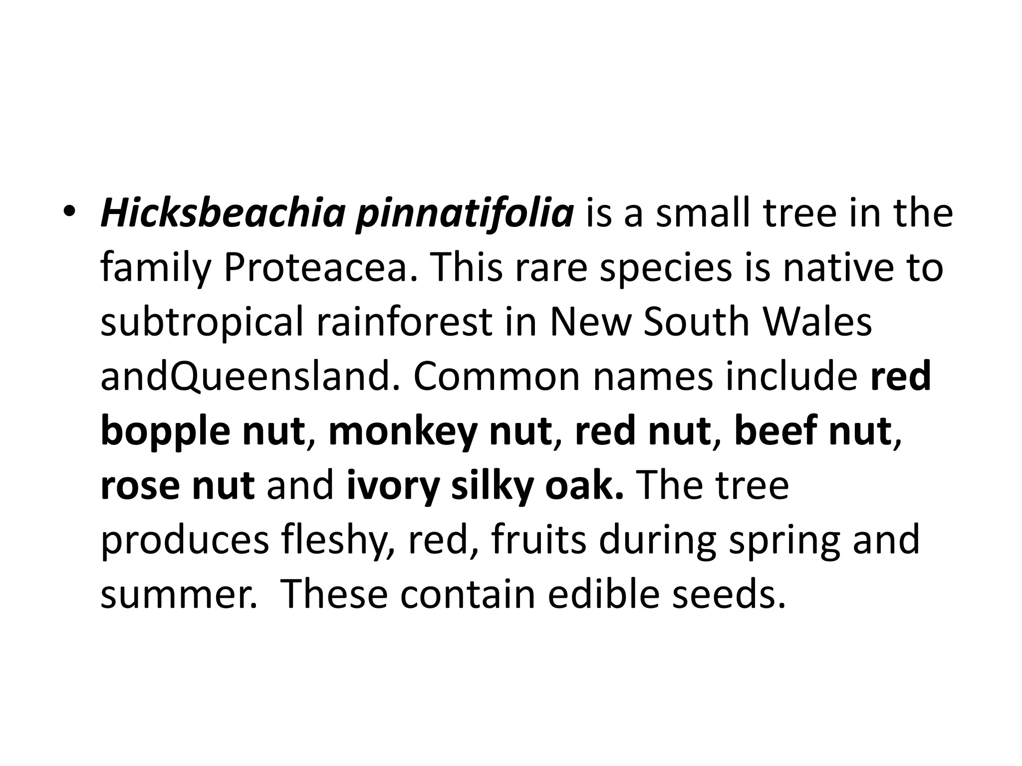 Hicksbeachia pinnatifolia - red bopple nut | PPTX