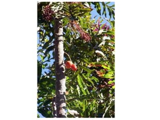 Hicksbeachia pinnatifolia - red bopple nut | PPT