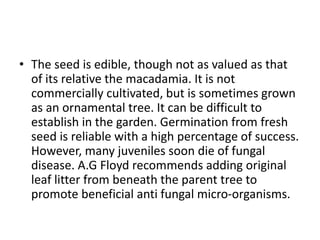 Hicksbeachia pinnatifolia - red bopple nut | PPT