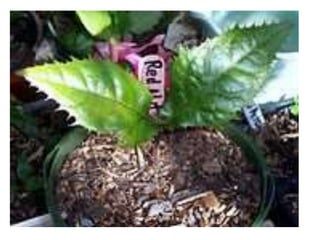 Hicksbeachia pinnatifolia - red bopple nut | PPT