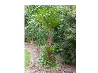 Hicksbeachia pinnatifolia - red bopple nut | PPT