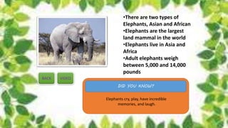 Interactive Zoo Kiosk | PPT