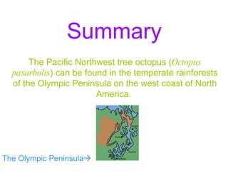 Tree Octopus | PPT
