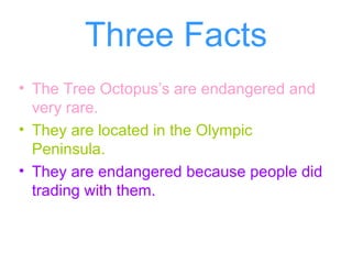 Tree Octopus | PPT
