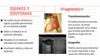 Hidrocele. acumulación de líquido en el interior del escroto que rodea ...