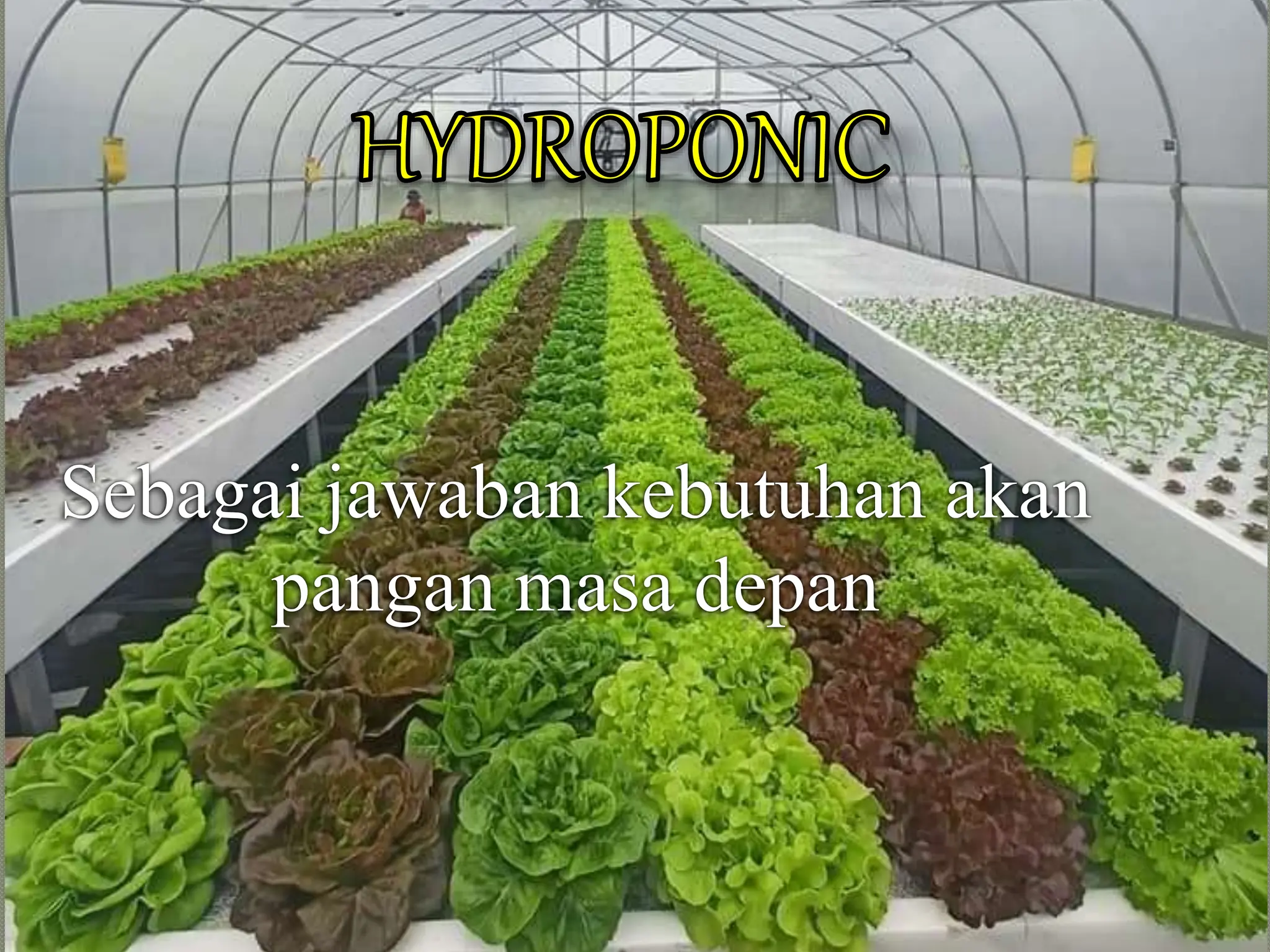 belajar mengenal hidroponik bagi pemulaa | PPTX