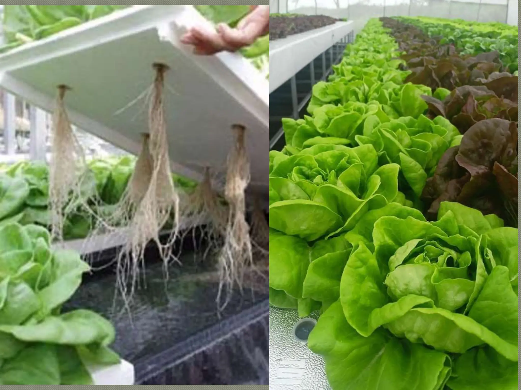 belajar mengenal hidroponik bagi pemulaa | PPTX