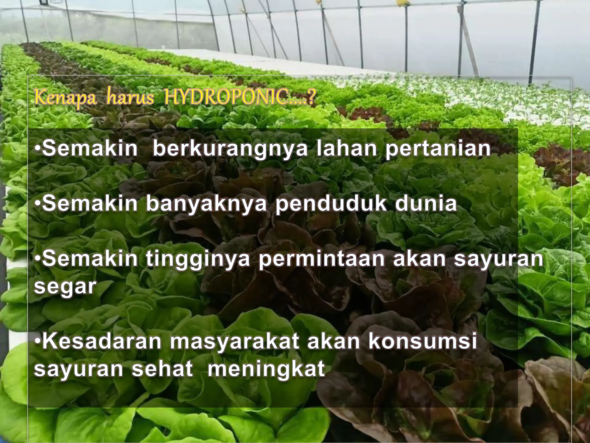 belajar mengenal hidroponik bagi pemulaa | PPTX