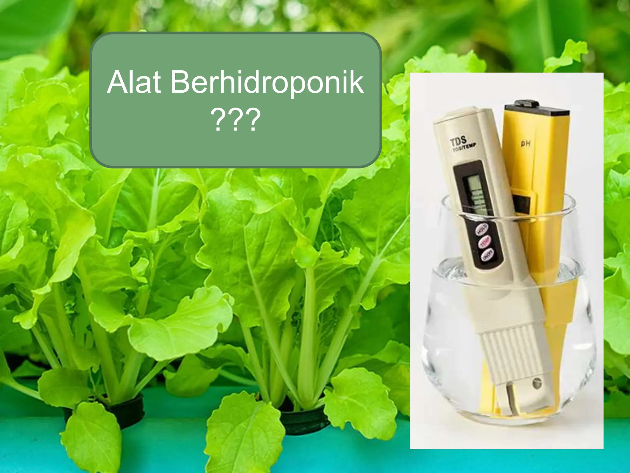 belajar mengenal hidroponik bagi pemulaa | PPTX