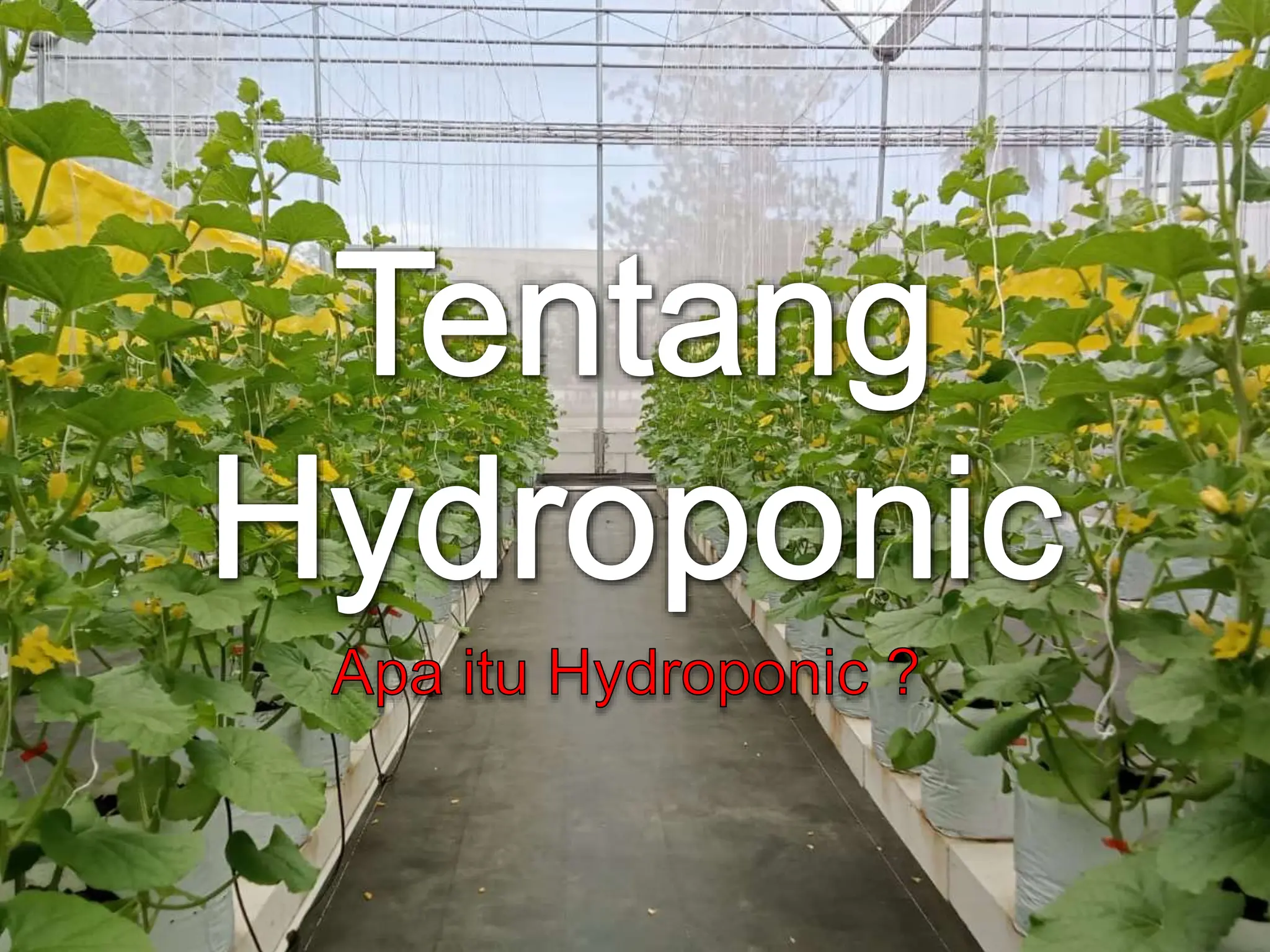 belajar mengenal hidroponik bagi pemulaa | PPTX