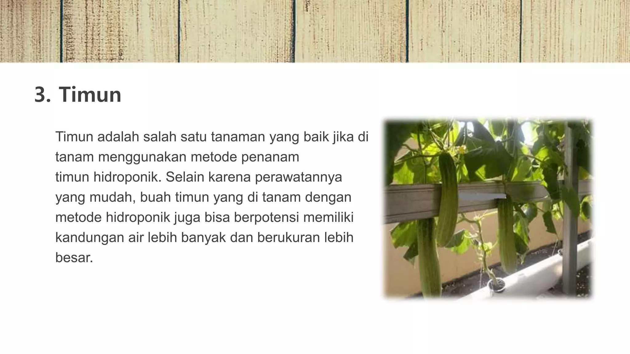 Teknik Hidroponik abigail hosana | PPTX