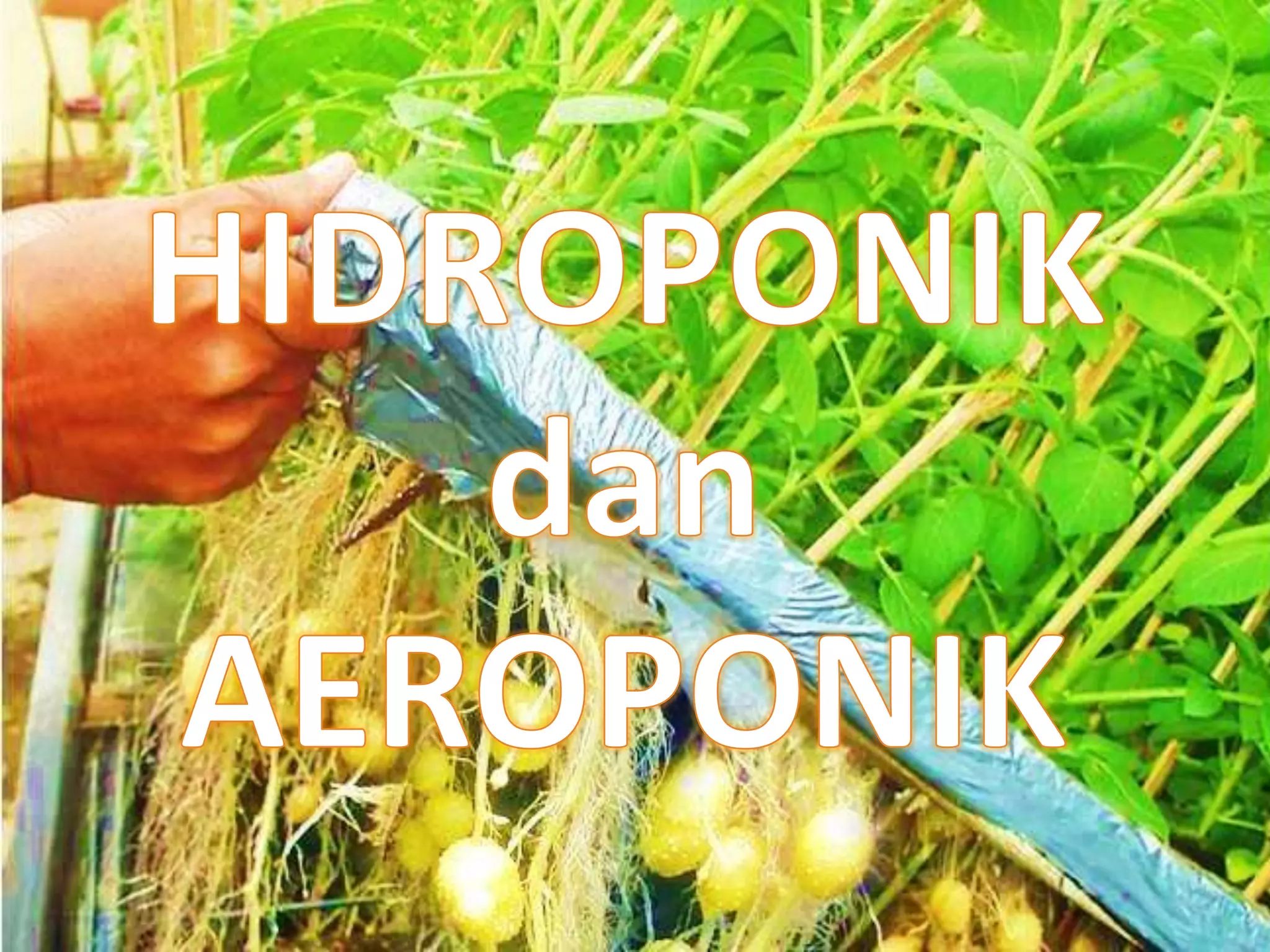 Penanaman Cara Hidroponik dan Aeroponik | PPTX
