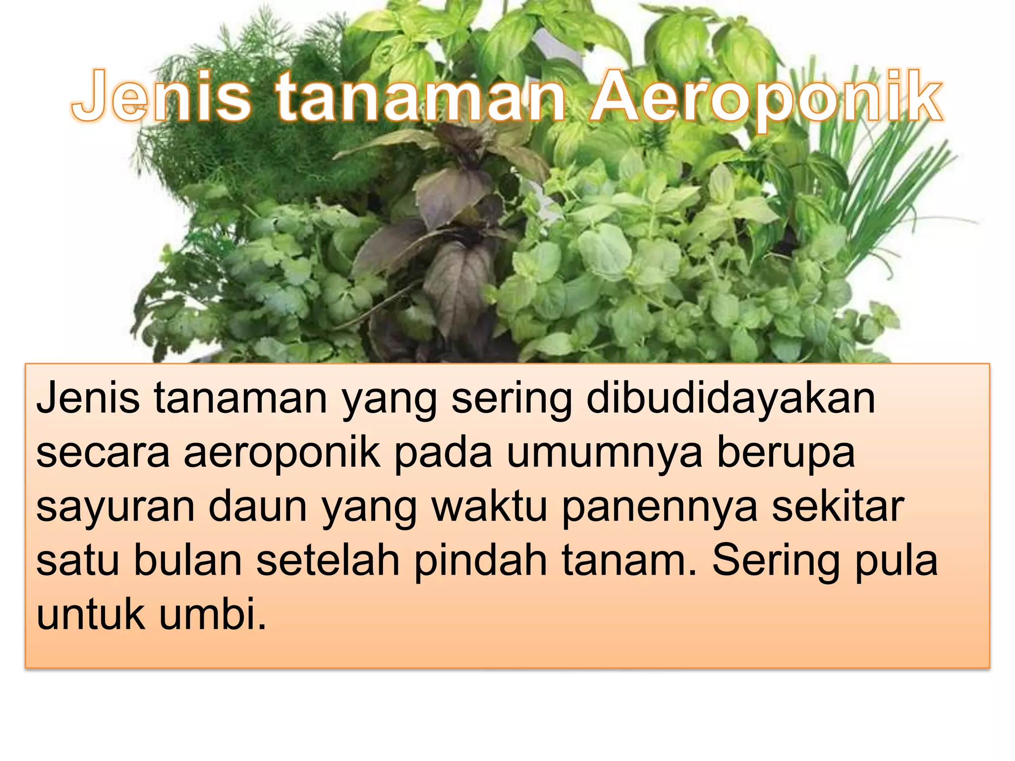 Penanaman Cara Hidroponik dan Aeroponik | PPTX