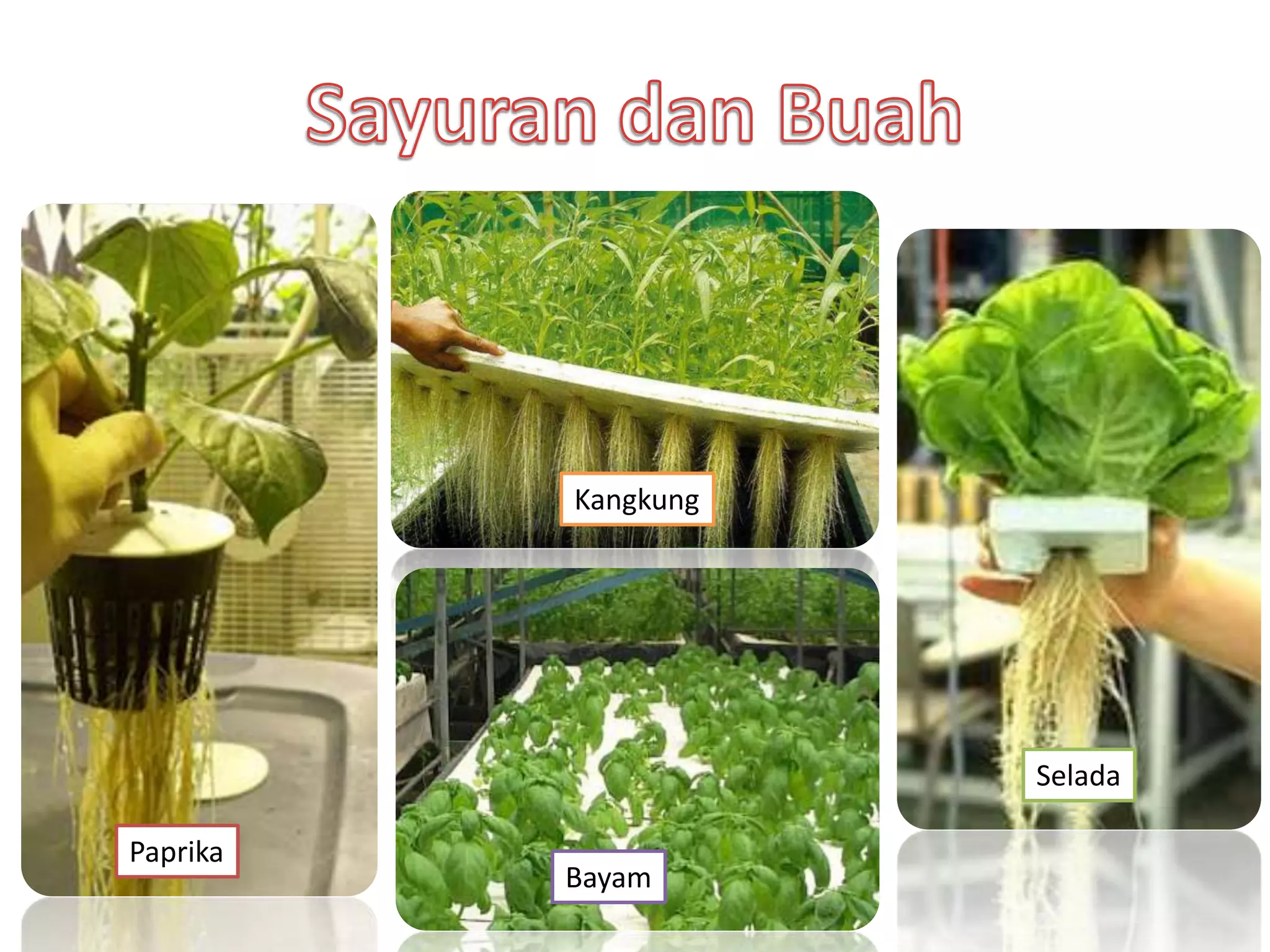 Penanaman Cara Hidroponik dan Aeroponik | PPTX