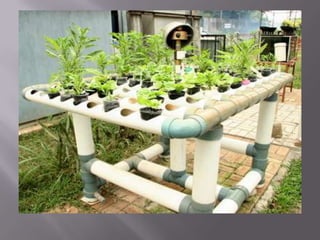 Hidroponik dan aeroponik | PPTX