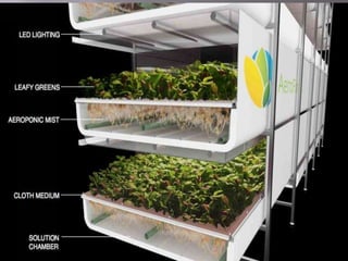 Hidroponik dan aeroponik | PPTX