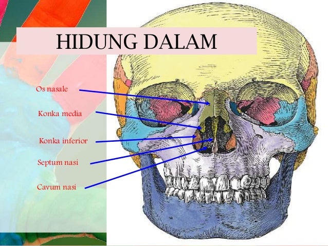Fisiologi Hidung