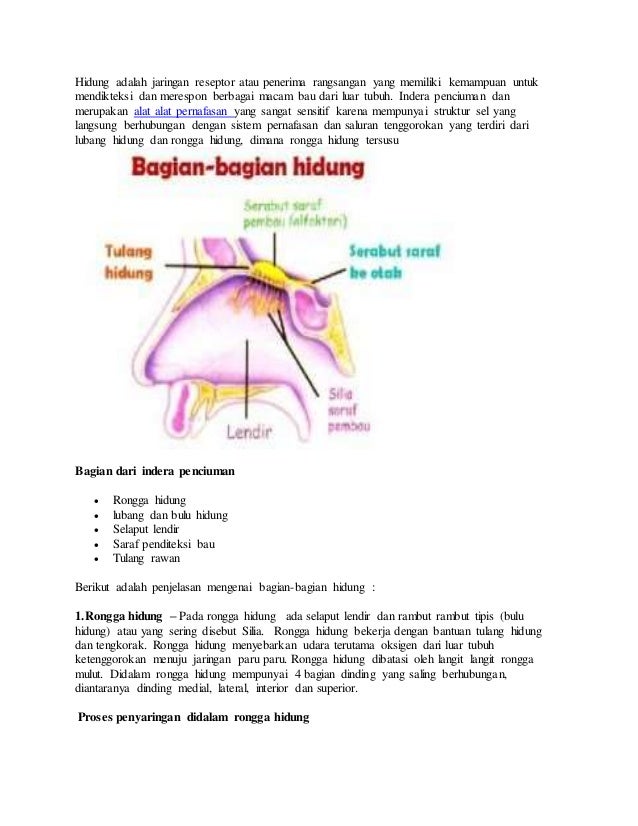 Rongga Hidung Dan Rongga Mulut Dibatasi Oleh – Beinyu.com