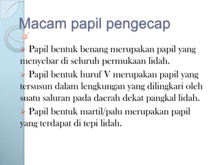 ppt ttg Hidung, Lidah & kelainannya-Biologi | PPTX