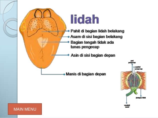 ppt ttg Hidung, Lidah & kelainannya-Biologi