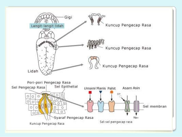 ppt ttg Hidung, Lidah & kelainannya-Biologi