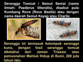 HIDUP BIJAKSANA DI AKHIR ZAMAN.ppt