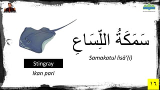 Hidupan Laut (حيوانات البحرية) - Marine Creatures (Bahasa Arab) | PPT