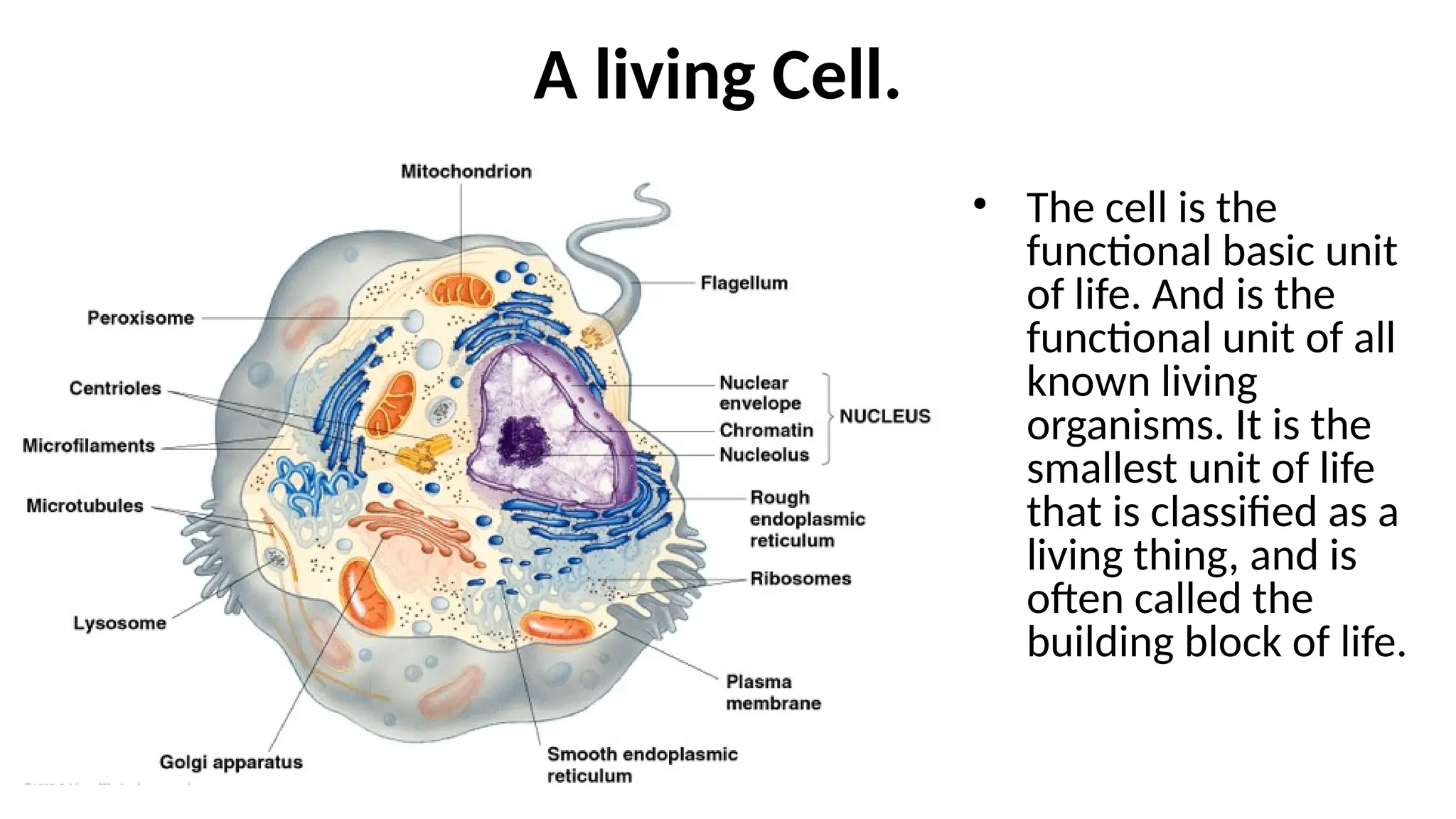 Presentation- Hierarchy of Life - Atom - Biosphere | PPTX