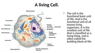 Presentation- Hierarchy of Life - Atom - Biosphere | PPT