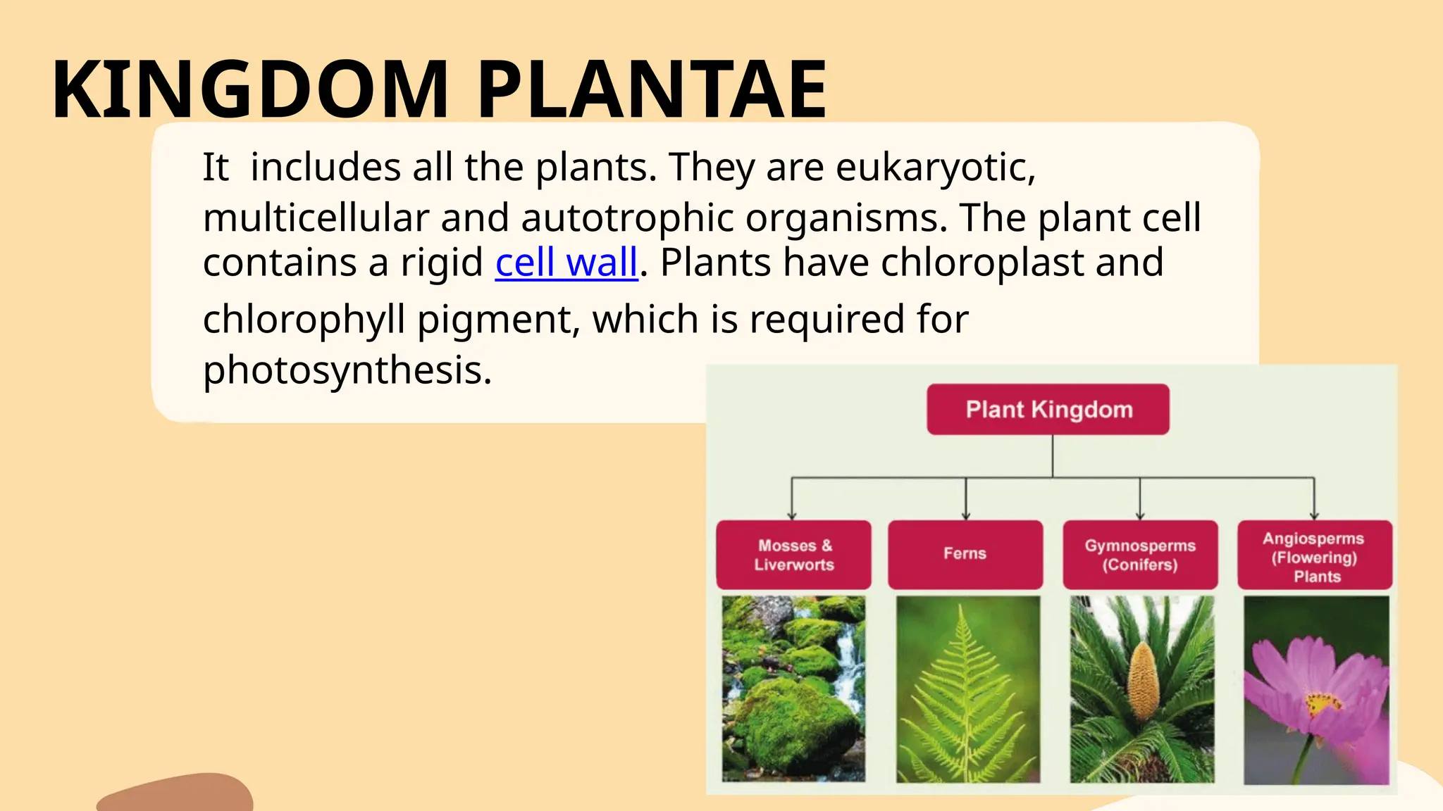 Taxonomic Classification Powerpoint Part 1 | PPTX