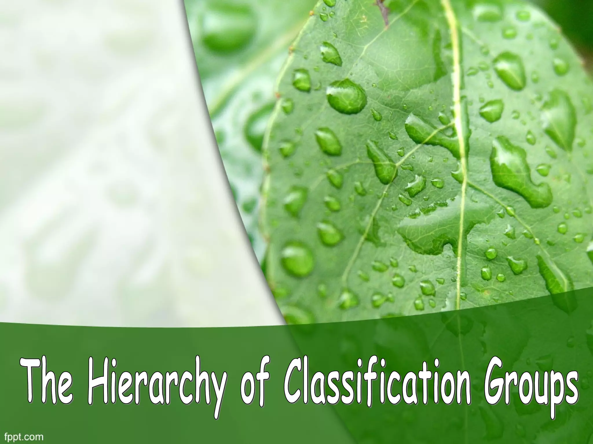 Hierarchy of Classification Groups - Biology | PPT
