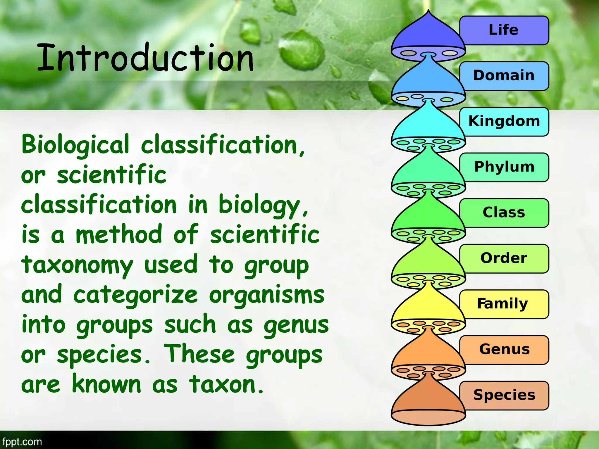 Hierarchy of Classification Groups - Biology | PPT