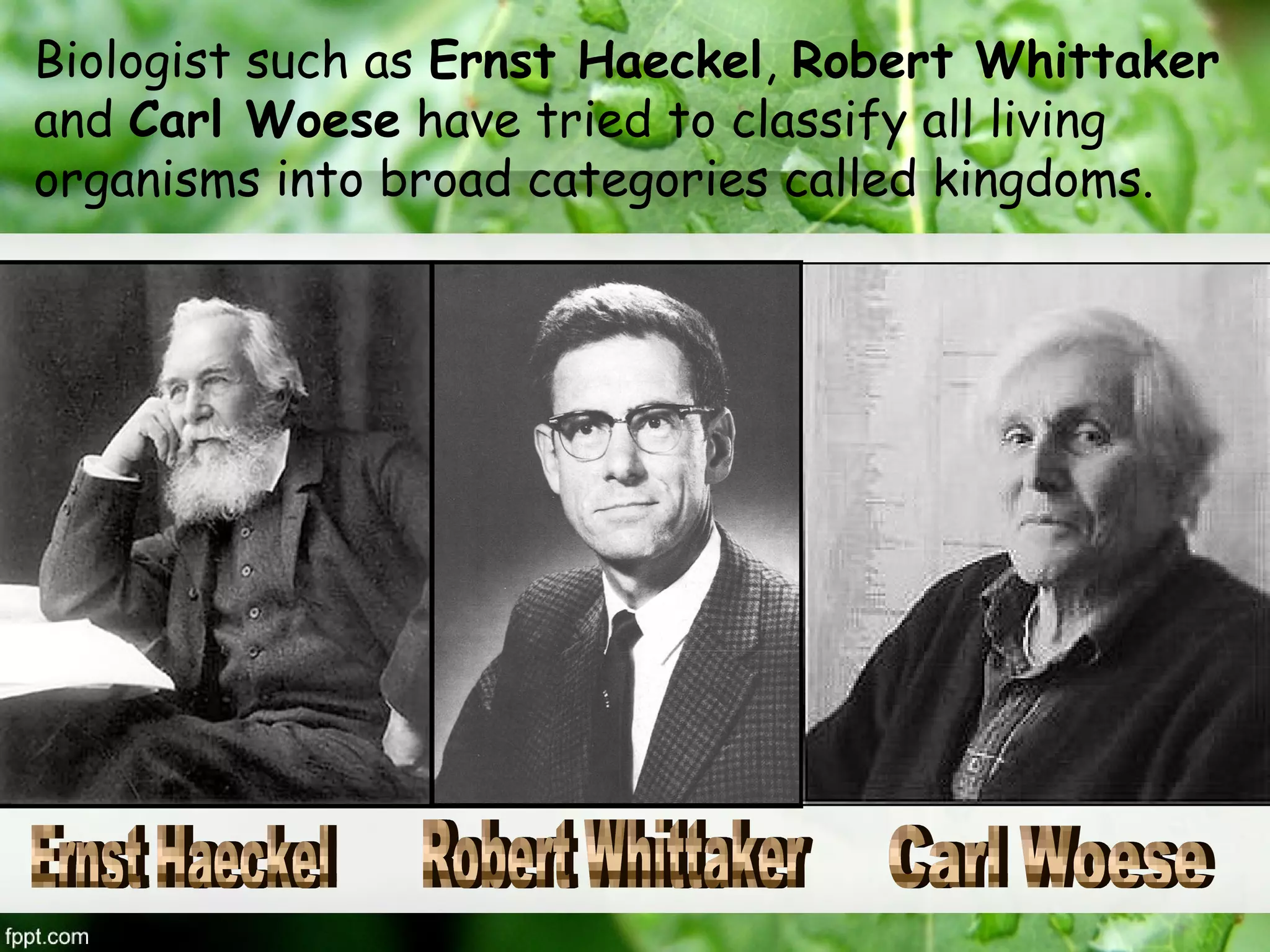 Hierarchy of Classification Groups - Biology | PPT