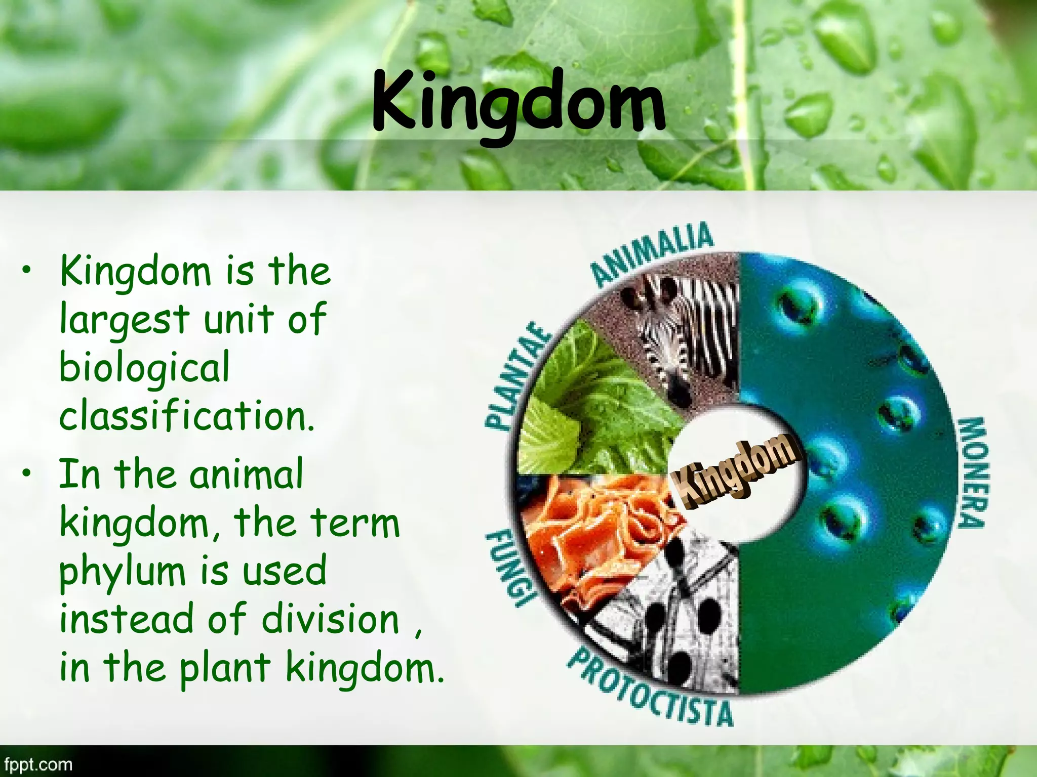 Hierarchy of Classification Groups - Biology | PPT