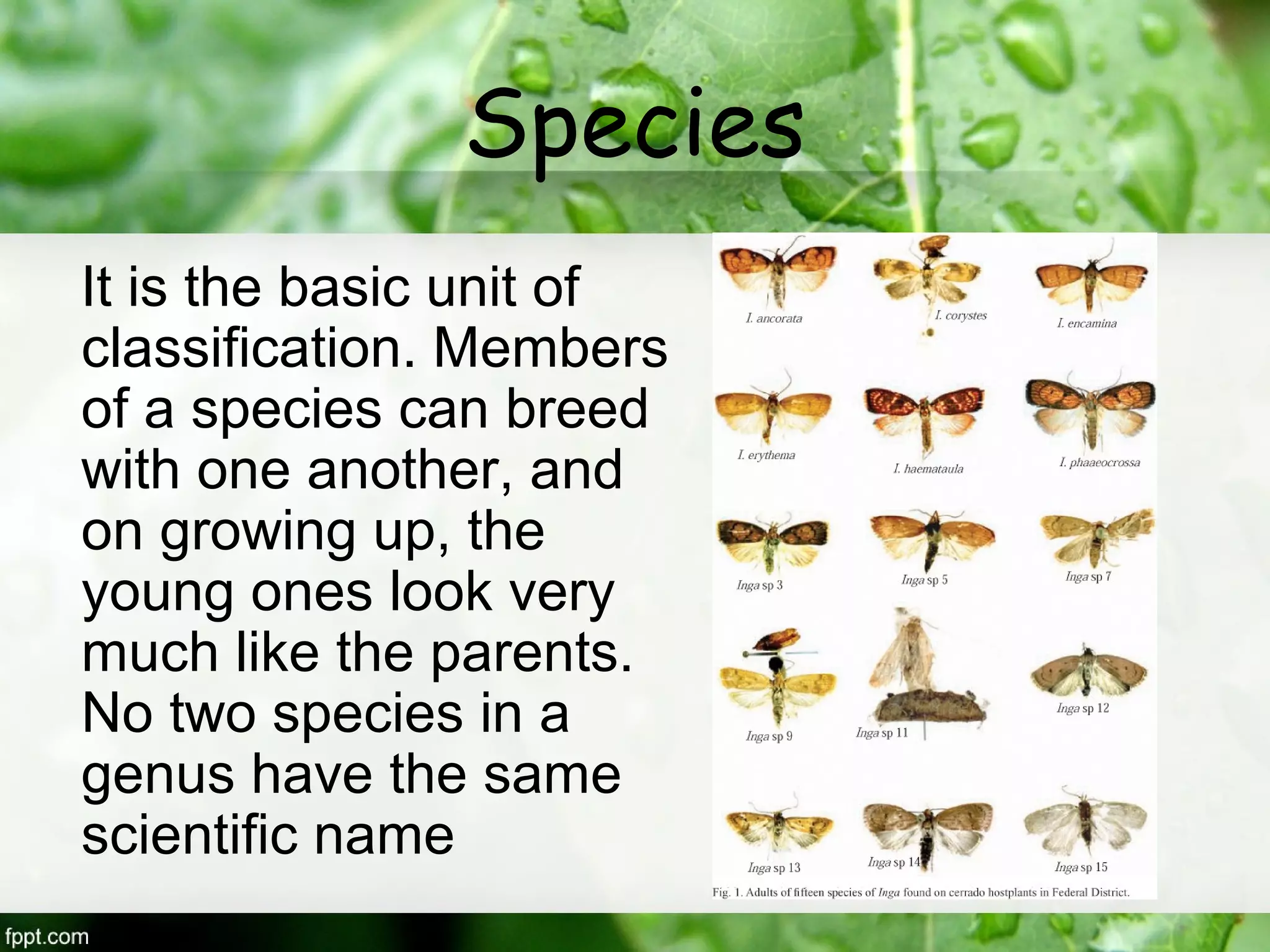 Hierarchy of Classification Groups - Biology | PPT