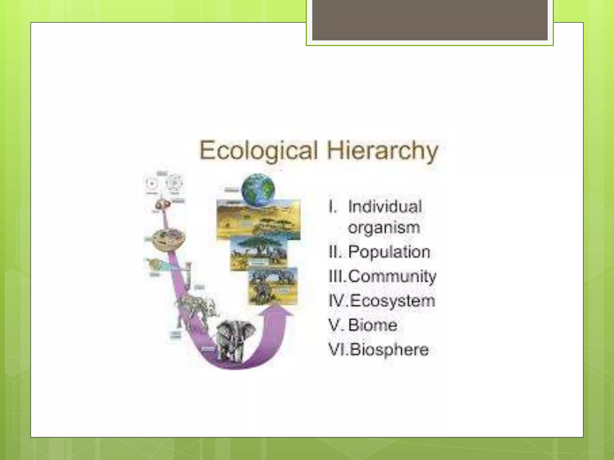 Microbial ecology and Hierarchy | PPTX