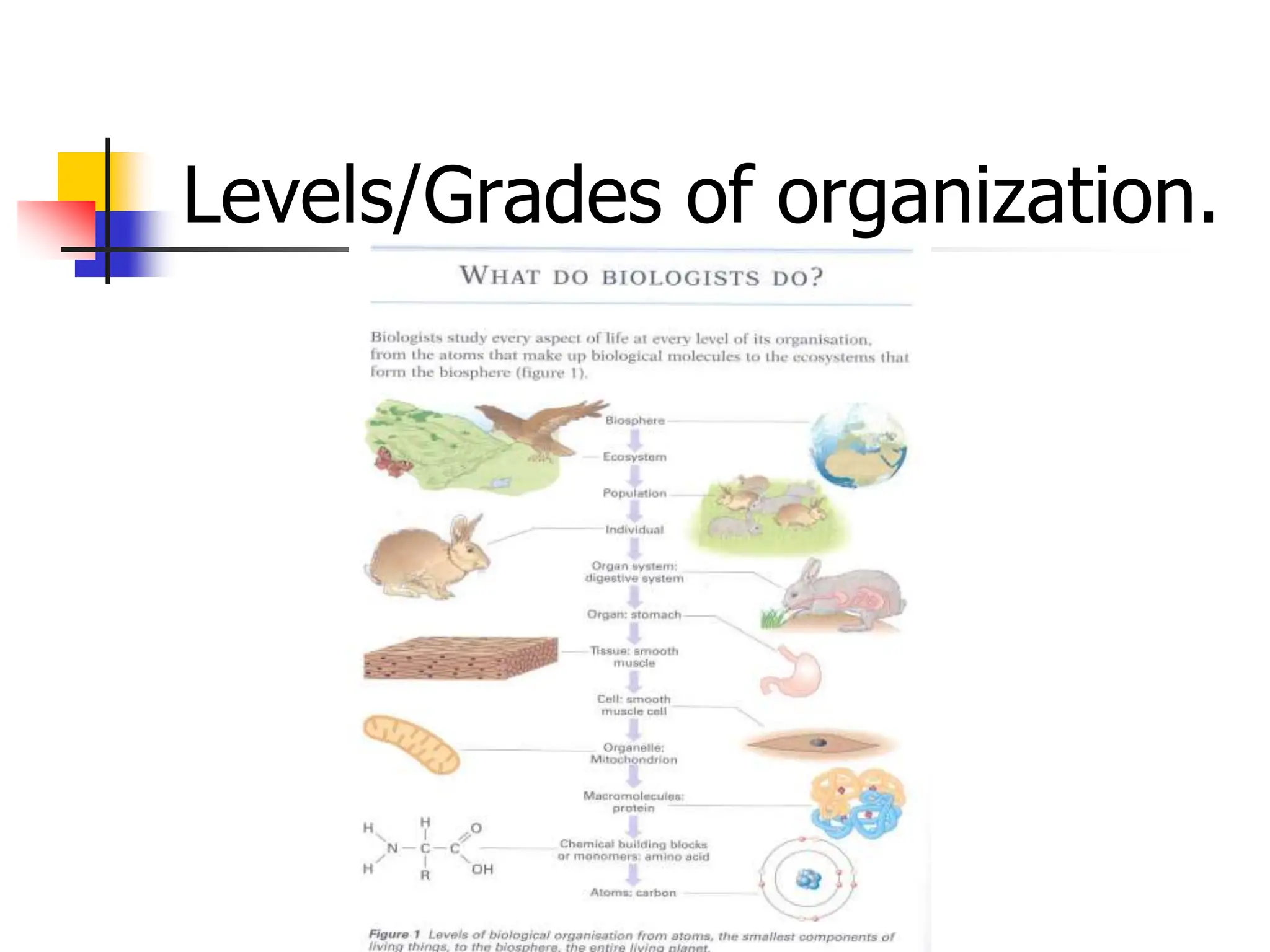Hierarchy in Biology8.ppthyfdtxtdrfcubcbgfutf | PPT