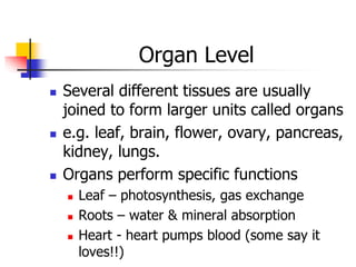 Hierarchy in Biology8.ppthyfdtxtdrfcubcbgfutf | PPT