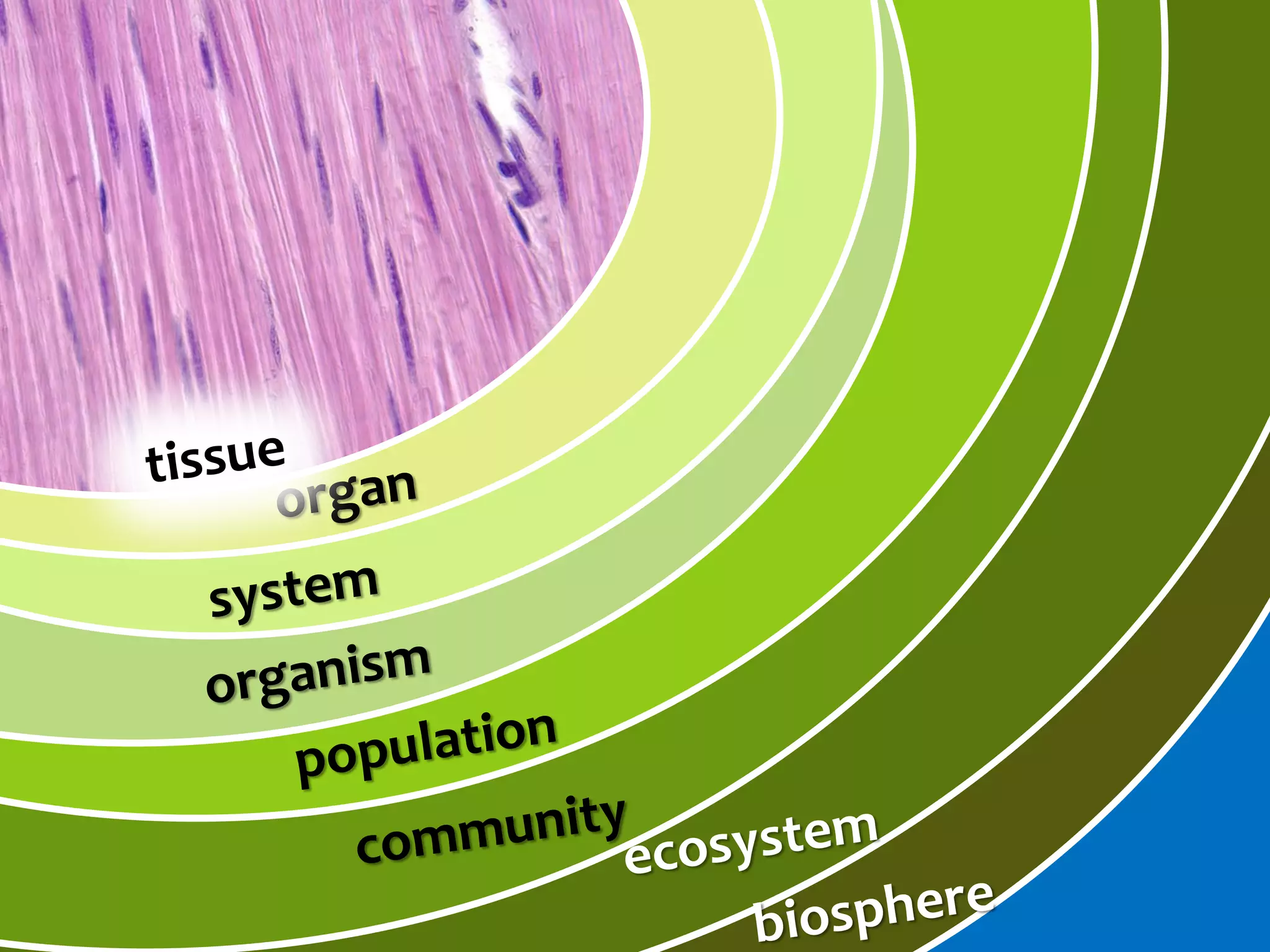 Hierarchy in life structures | PDF