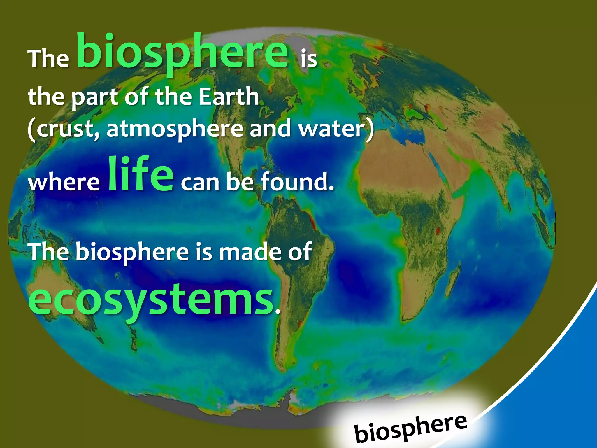 Hierarchy in life structures | PDF