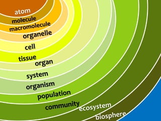 Hierarchy in life structures | PDF