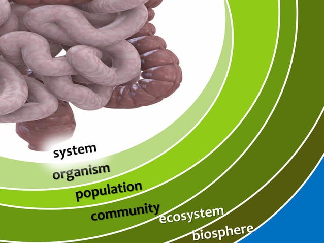 Hierarchy in life structures | PDF