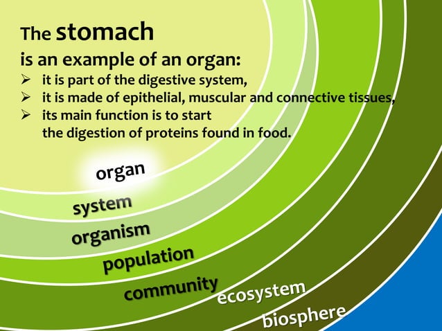 Hierarchy in life structures | PDF