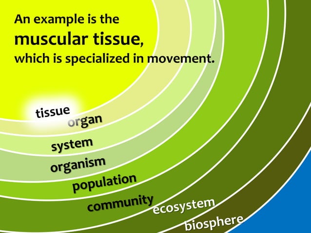 Hierarchy in life structures | PDF