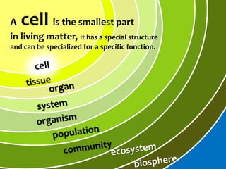 Hierarchy in life structures | PDF