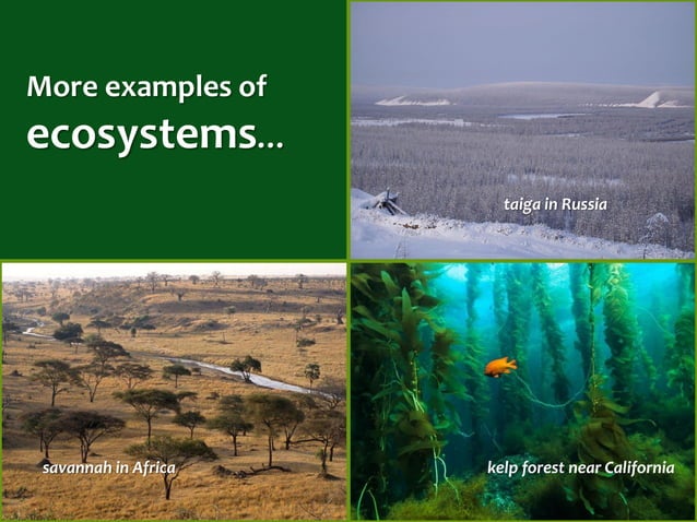 Hierarchy in life structures | PDF