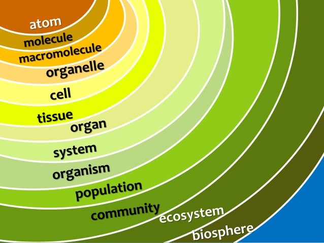 Hierarchy in life structures