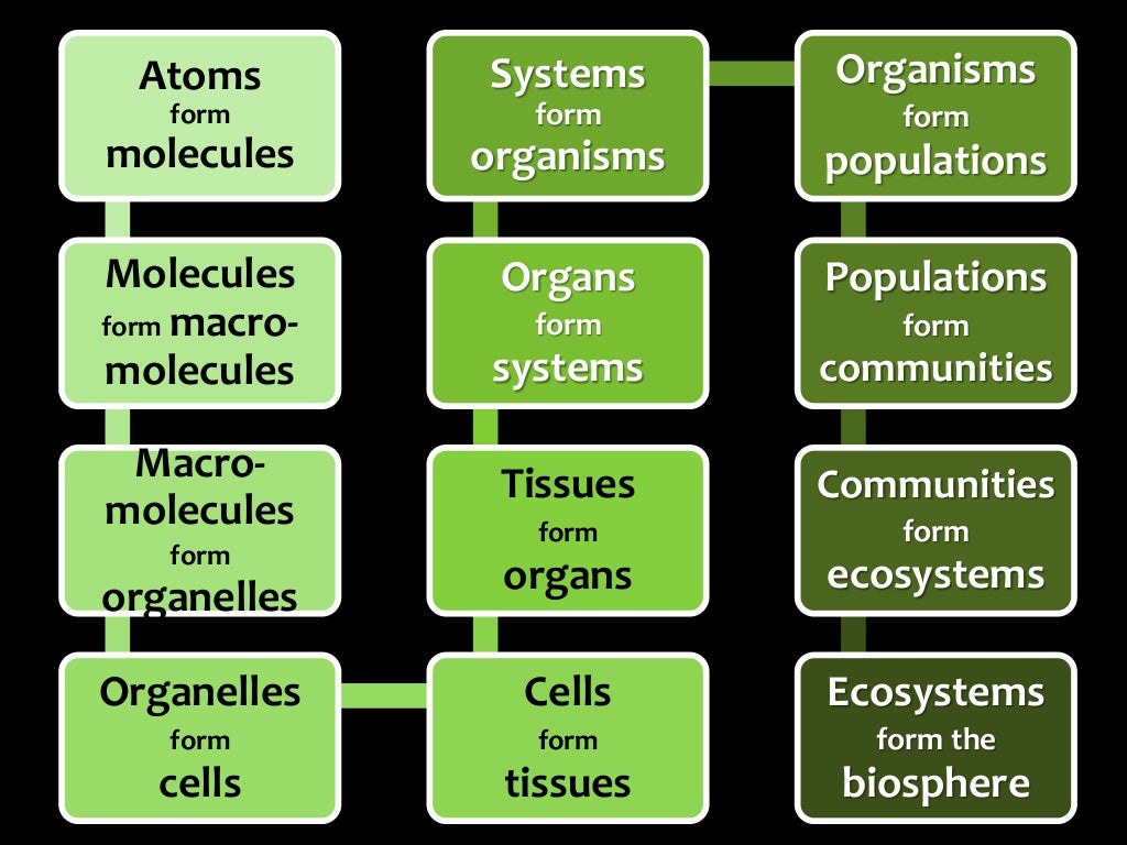 Hierarchy in life structures