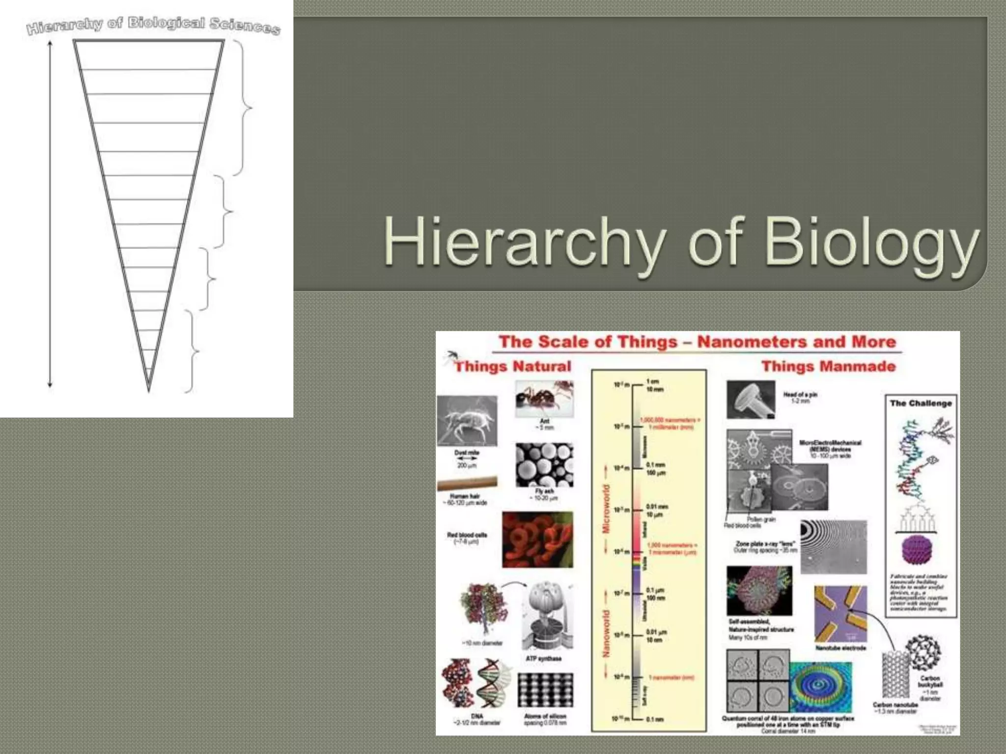 Hierarchy of biology | PPTX | Biological Sciences | Science