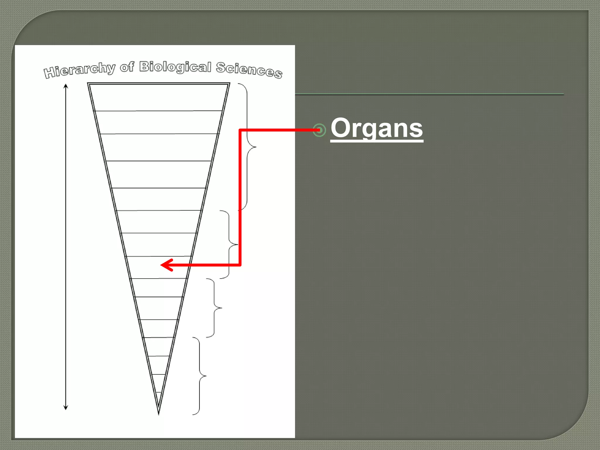 Hierarchy of biology | PPTX | Biological Sciences | Science